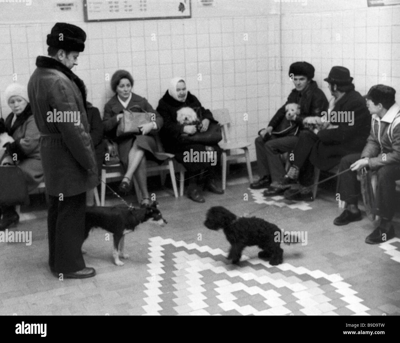 Patients line up at veterinarian clinic Stock Photo - Alamy