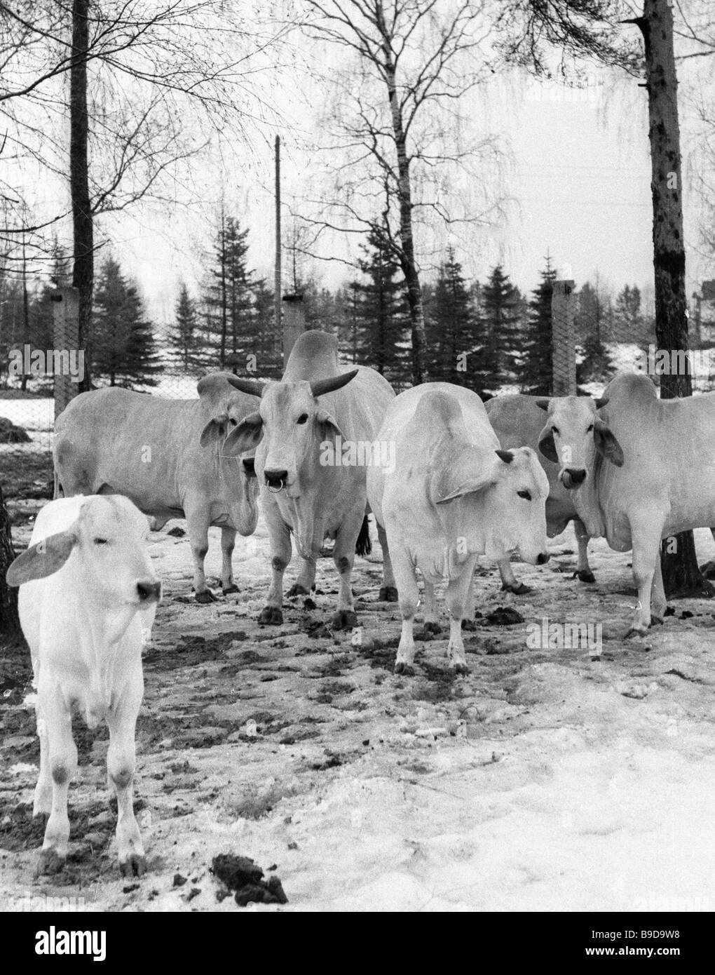 Unique herd of Cuban zebu interbred cows raised by A Rubenkov Ph D ...