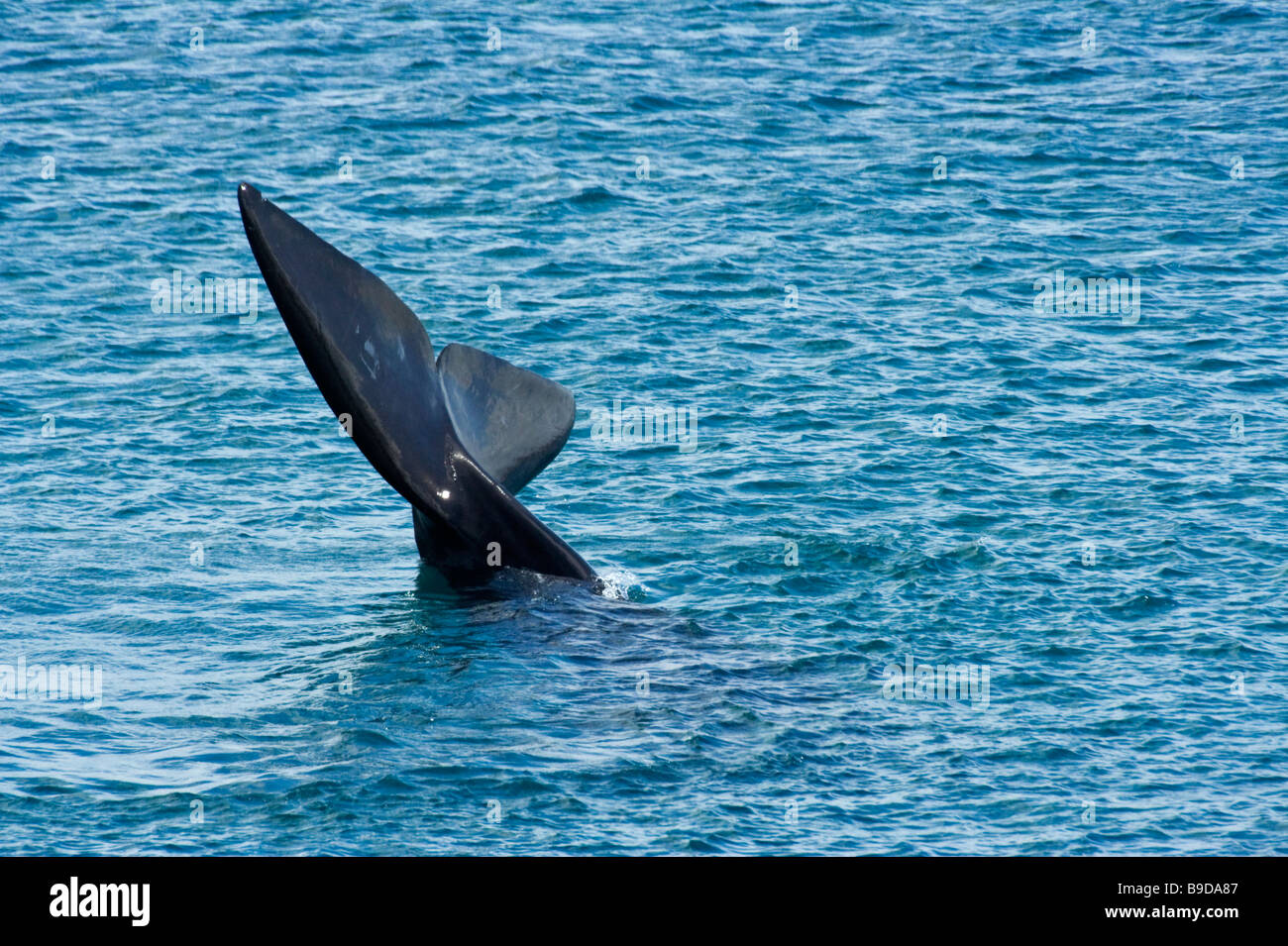 Southern right whale walker bay hi-res stock photography and images - Alamy