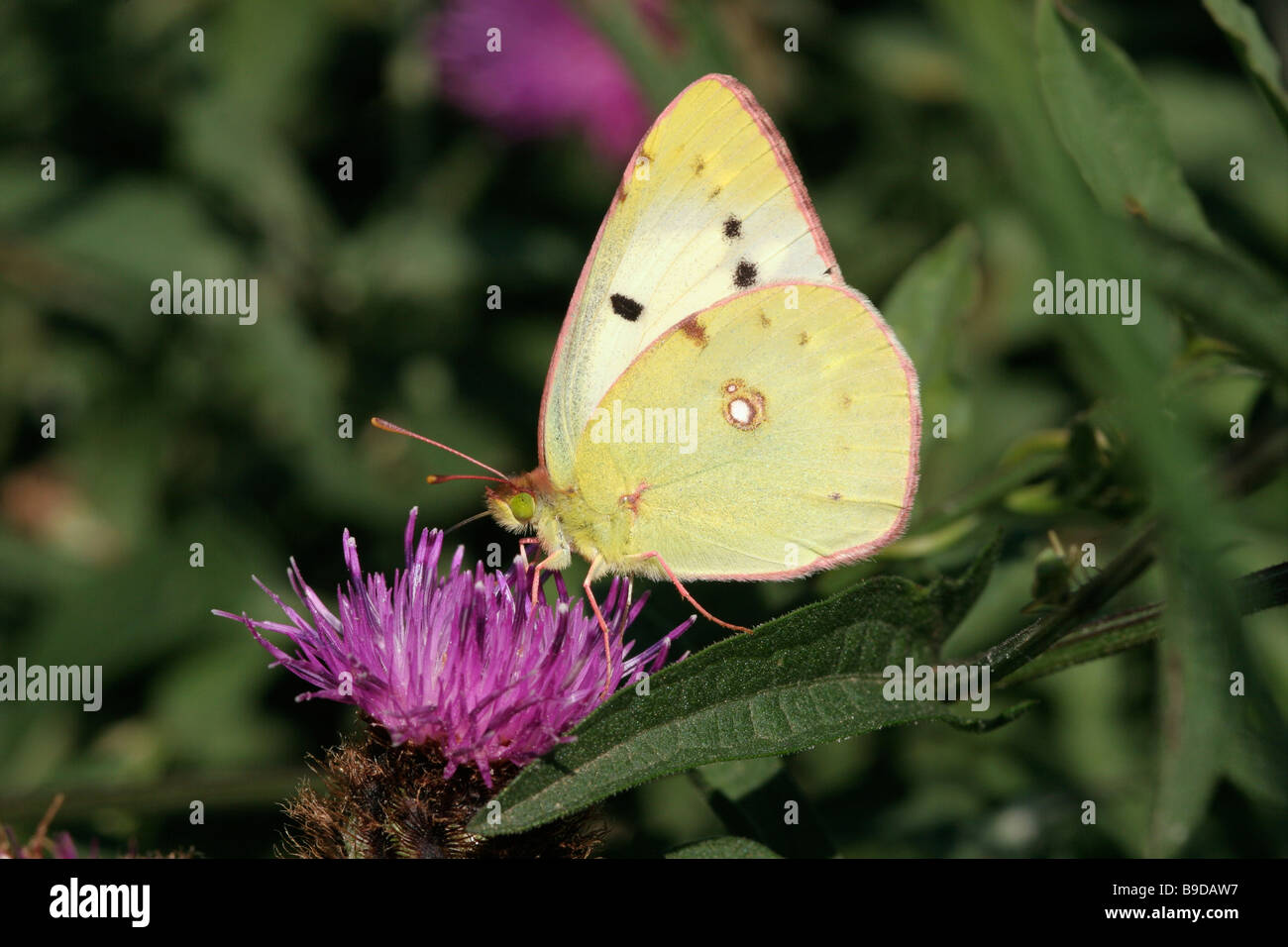 Colias croceus uk hi-res stock photography and images - Alamy
