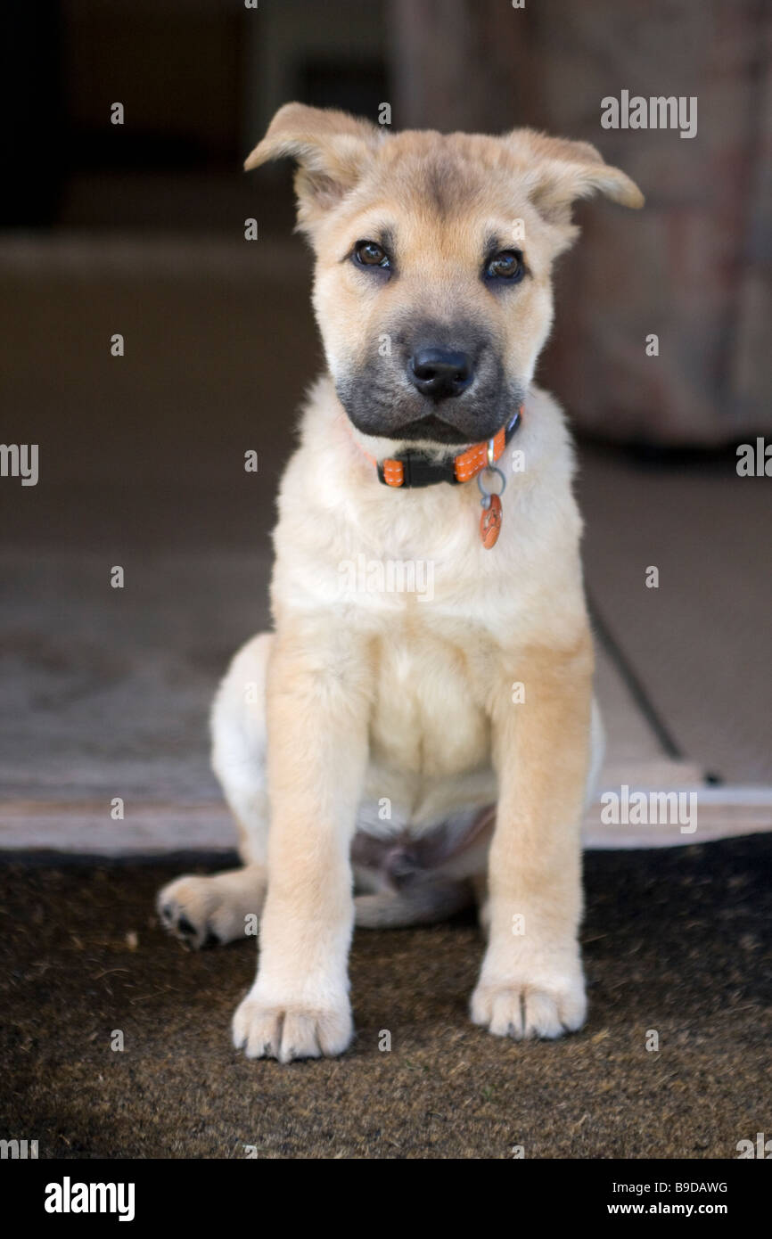 Cross breed puppy hi-res stock photography and images - Alamy