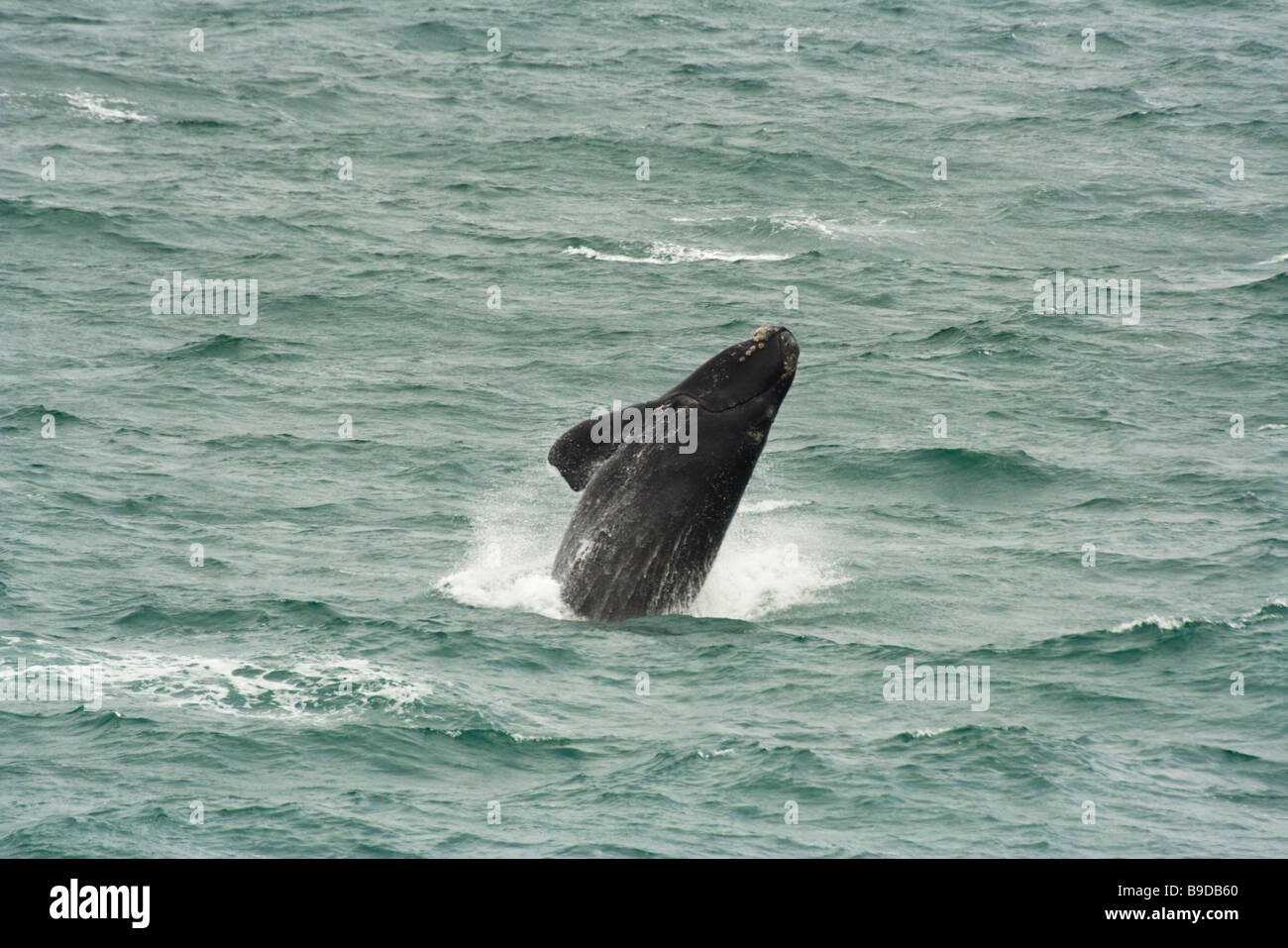 Breeching hi-res stock photography and images - Alamy