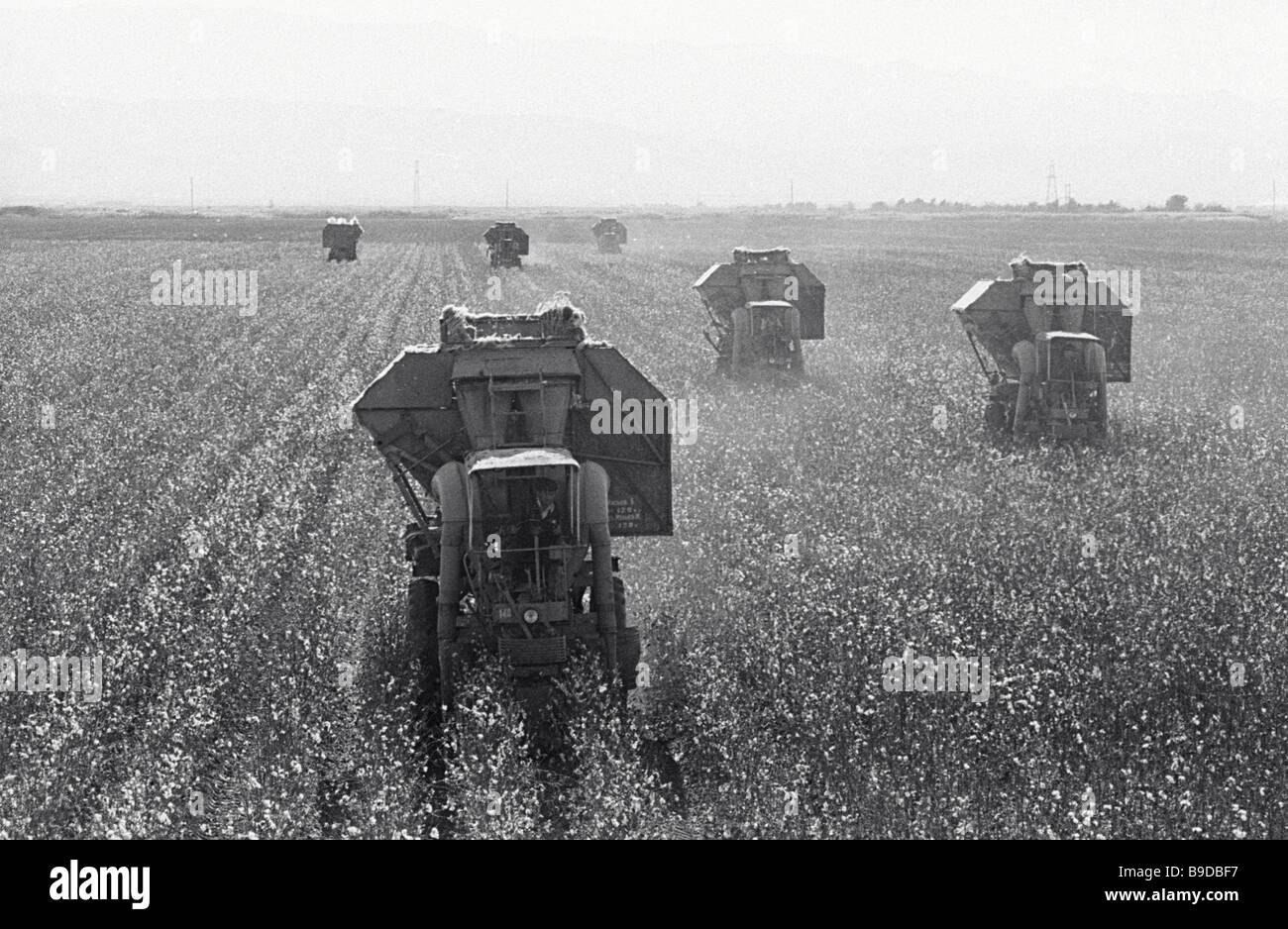 Mechanical cotton harvesters are picking cotton in the fields of Gyaur ...