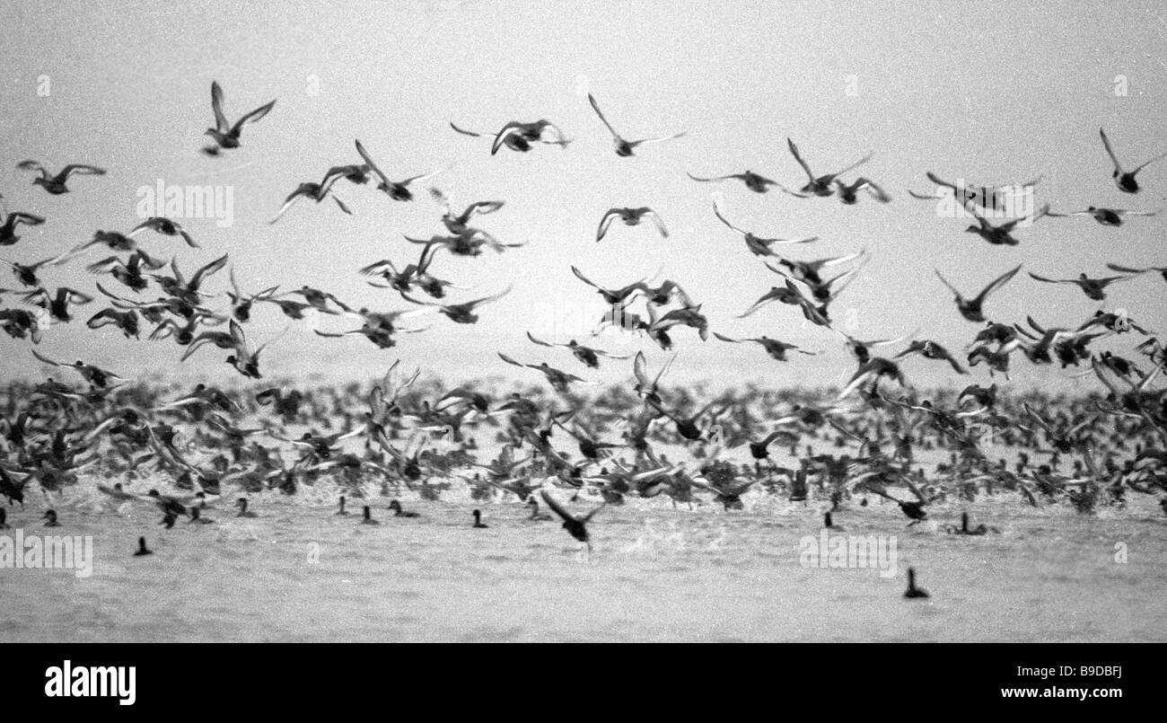 Flocks of birds flying over the Krasnovodsk ornithological preserve in ...