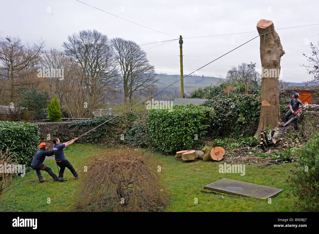 Felling tree hi-res stock photography and images - Alamy