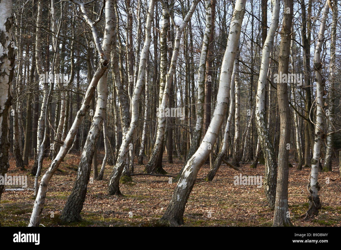 Silver Birch Forest, in the new forest Stock Photo - Alamy
