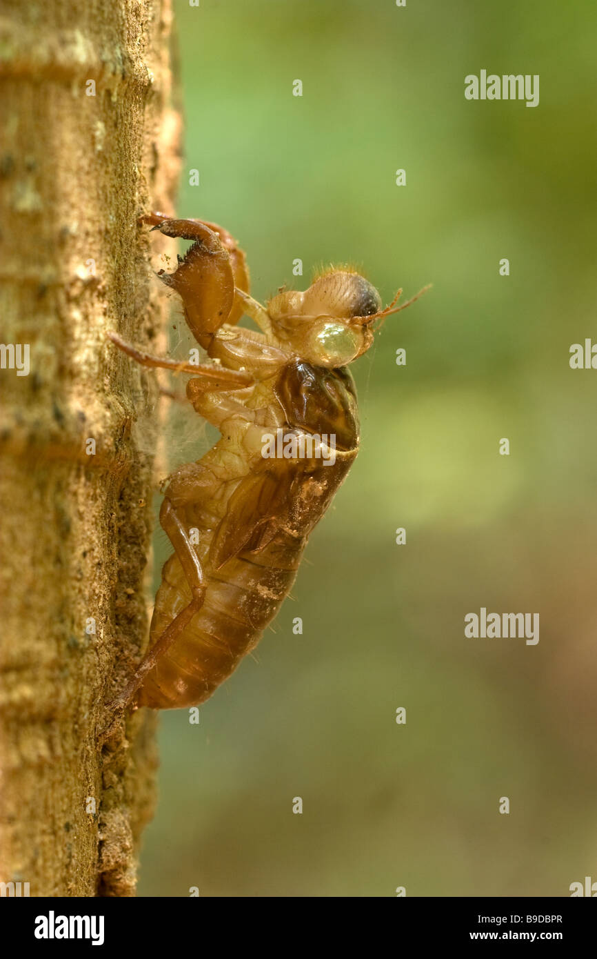 Cicada exuviae case Stock Photo - Alamy
