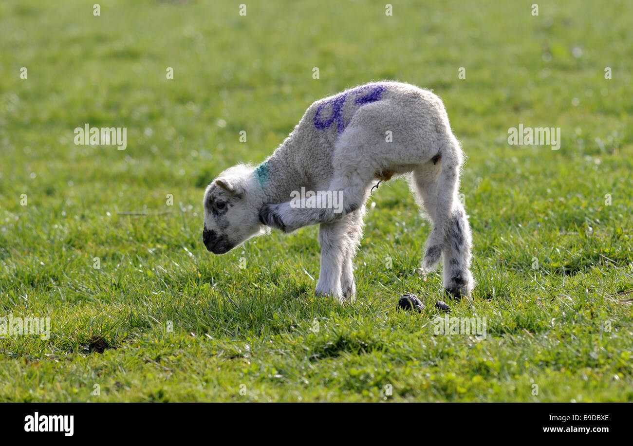 Itchy sheep hi-res stock photography and images - Alamy