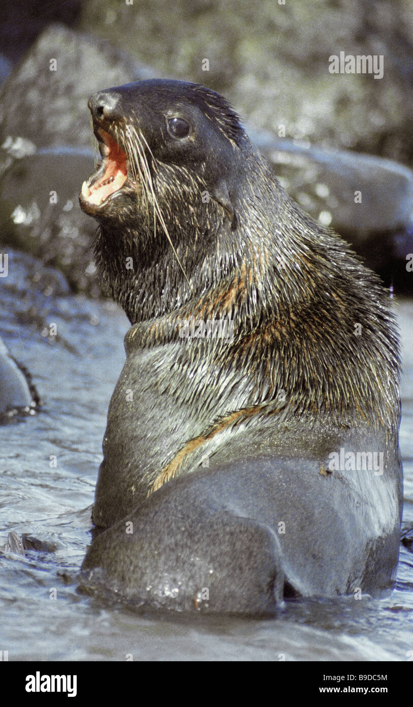 Sea bear on Commander Islands Stock Photo - Alamy