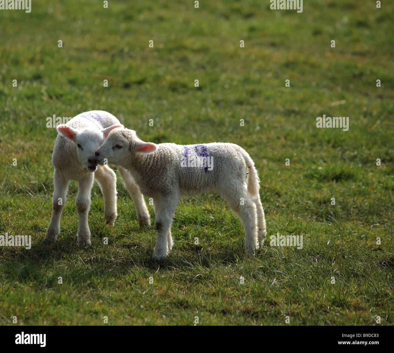 Twin lambs in a farm field Stock Photo - Alamy