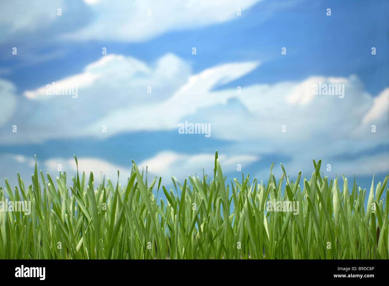 Green grass and Sky Stock Photo - Alamy