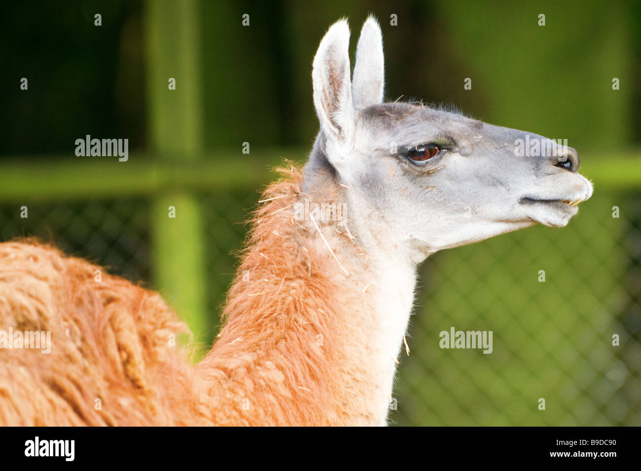 Side view llama hi-res stock photography and images - Alamy