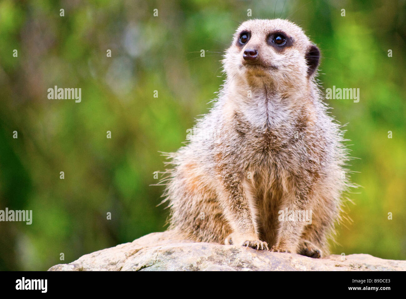 Meerkat, colour landscape close up Stock Photo - Alamy