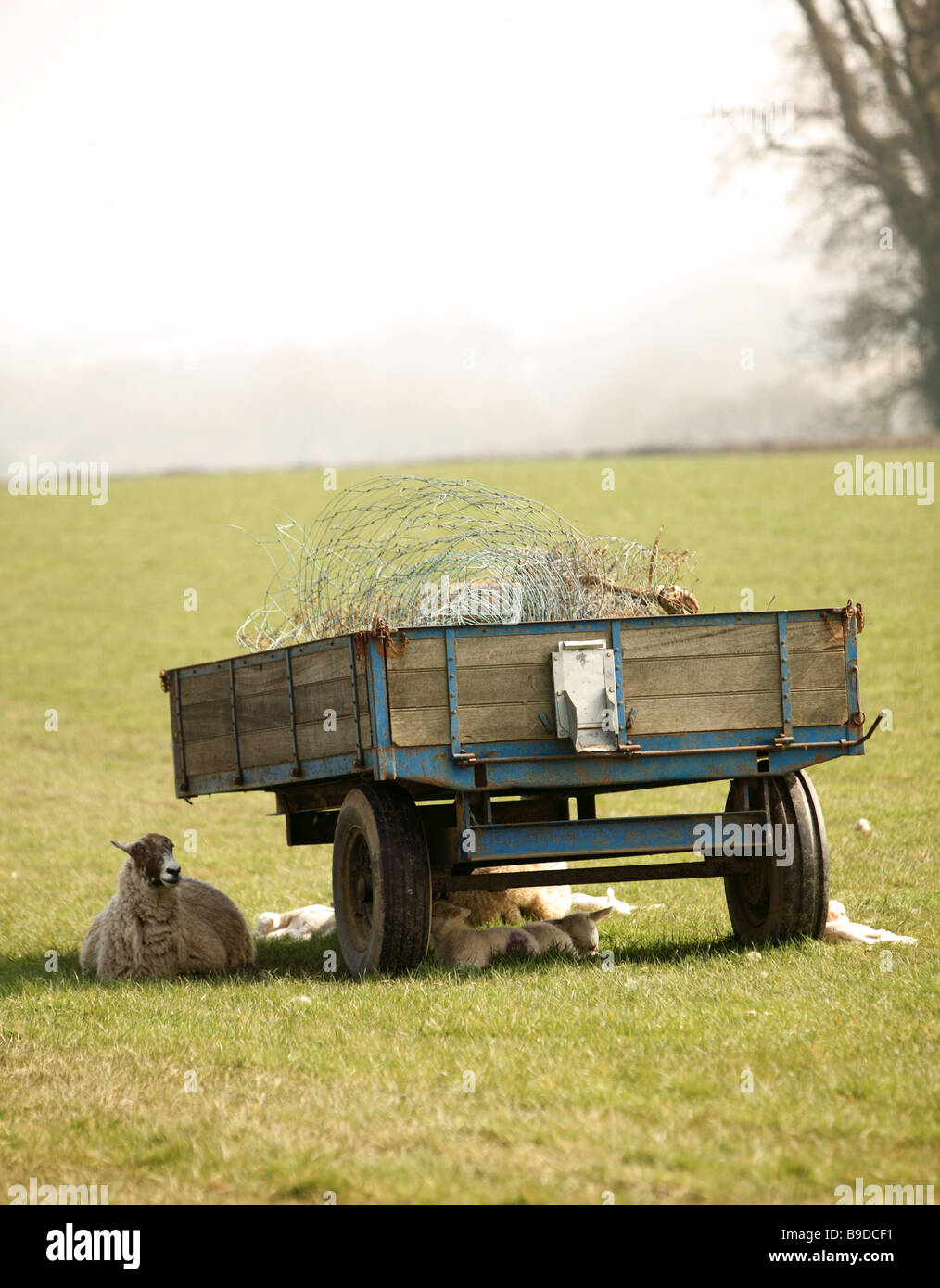 Shepherd lamb farmer farming hi-res stock photography and images - Alamy