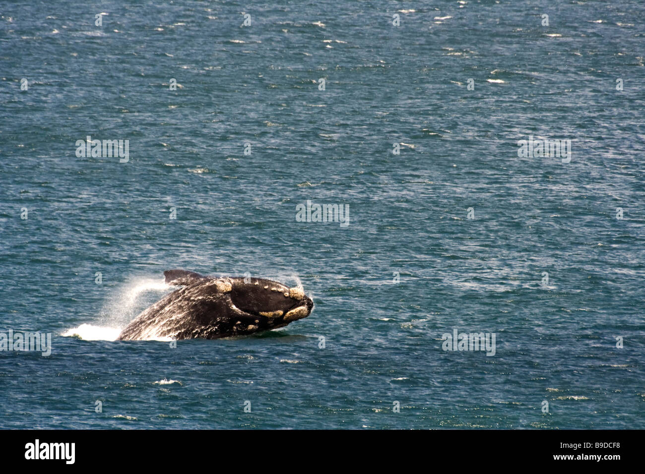 Breeching hi-res stock photography and images - Alamy