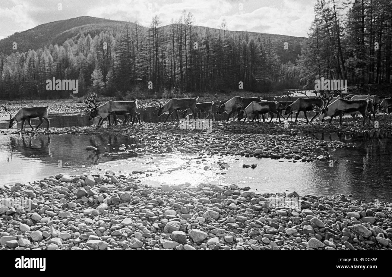 Reindeer drinking water Stock Photo - Alamy