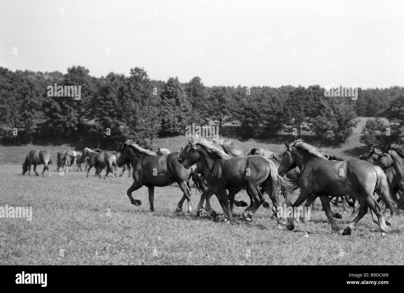 The Soviet Heavy draught horse breed is pride of the Ichkalovo stud ...