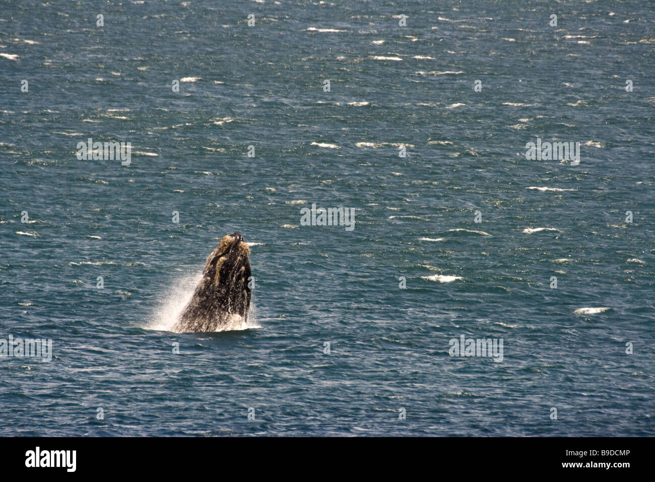 Breeching whale hi-res stock photography and images - Alamy