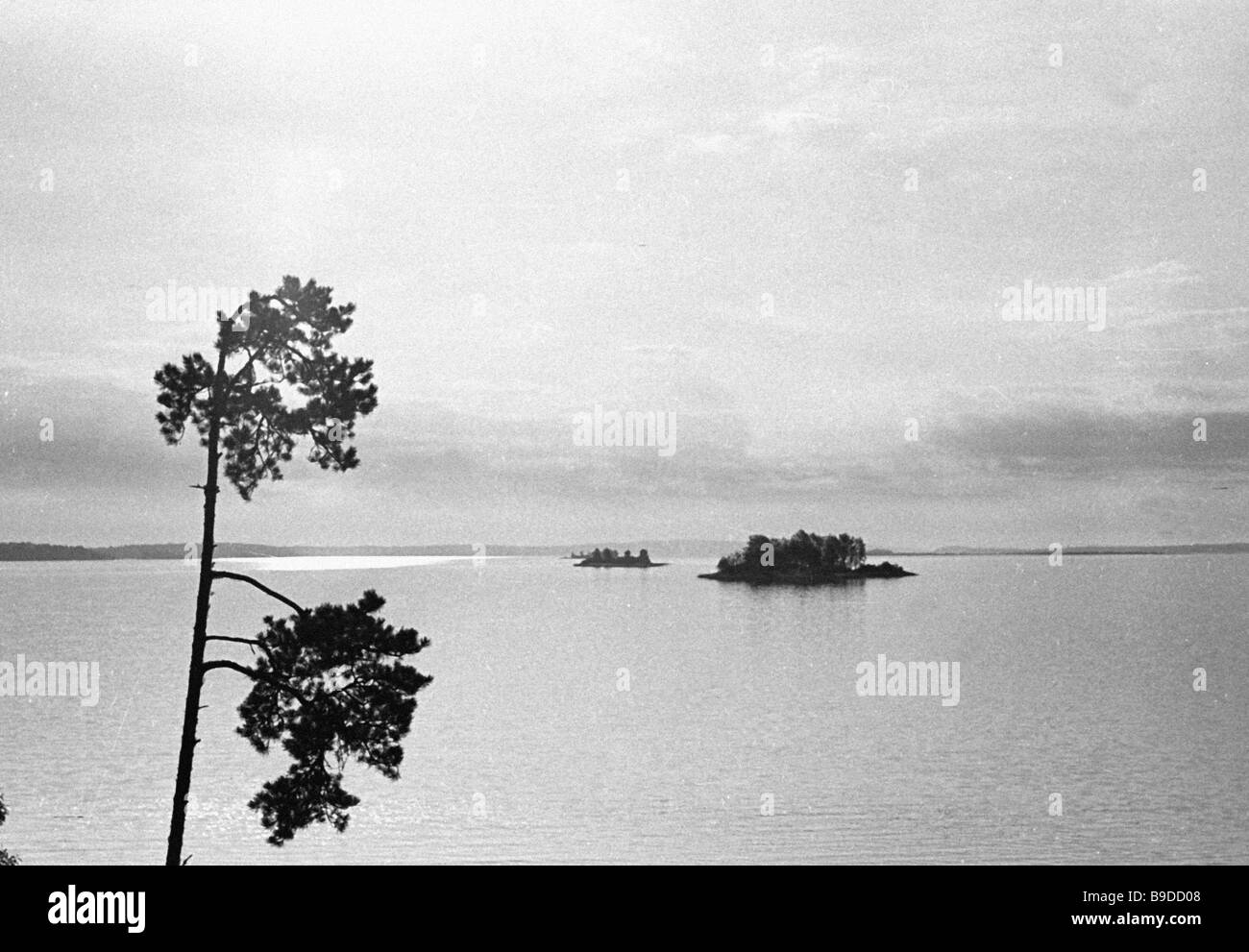 A pine tree overhanging the lake Stock Photo - Alamy