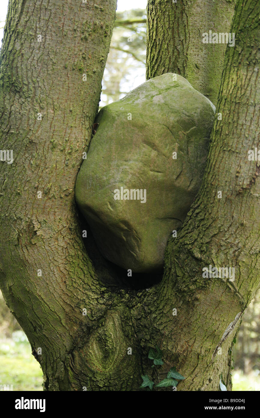 Stone tree,stone planted into a tree while it was a sapling just coming ...