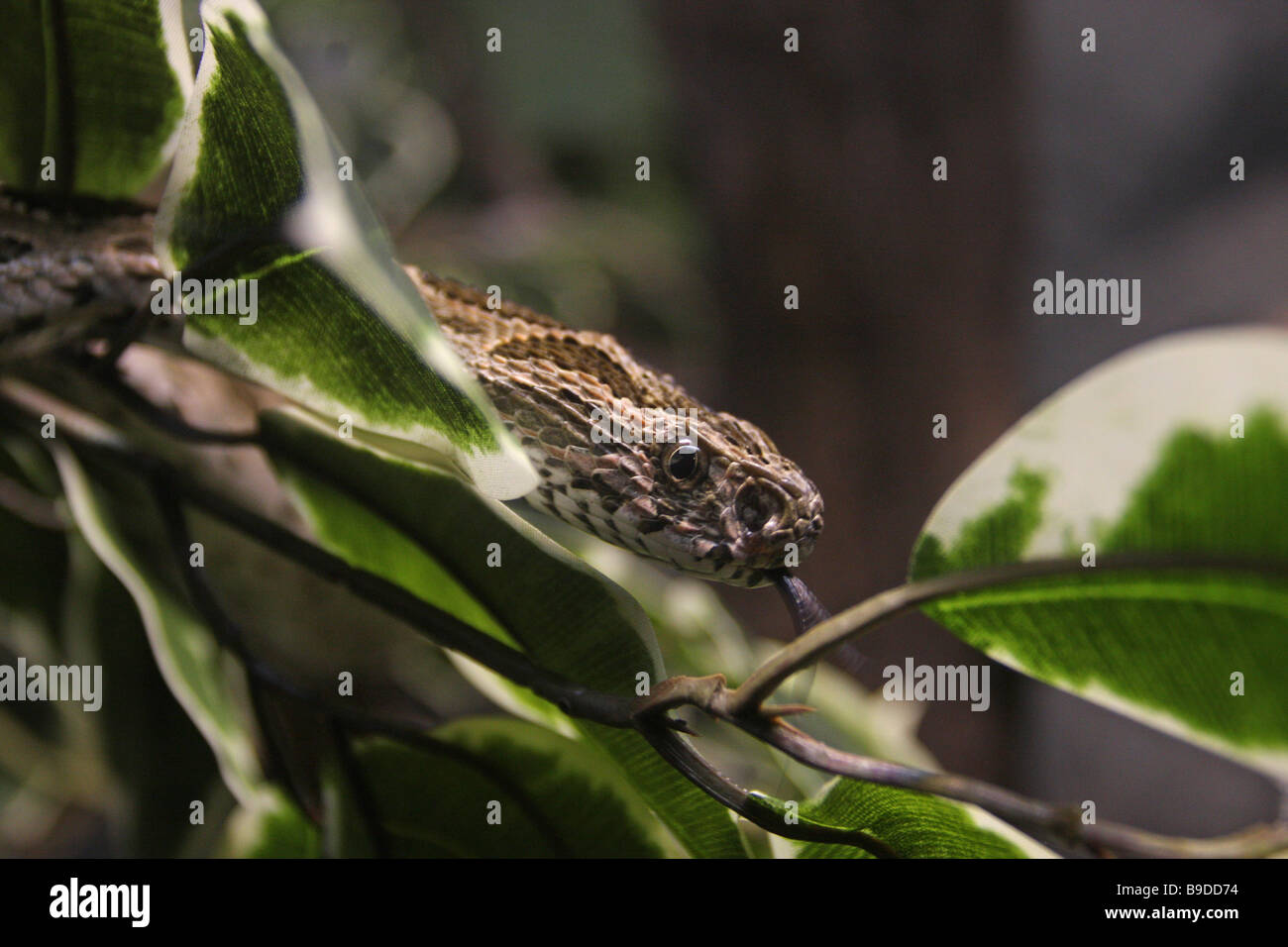 snake at bangkok zoo Stock Photo - Alamy