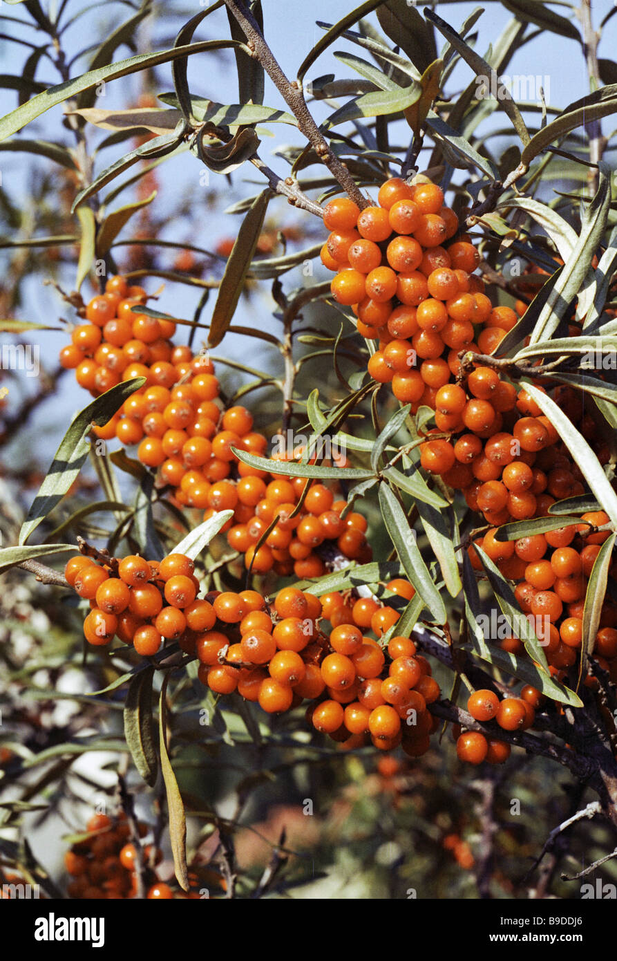 A sea buckthorn bush Stock Photo - Alamy