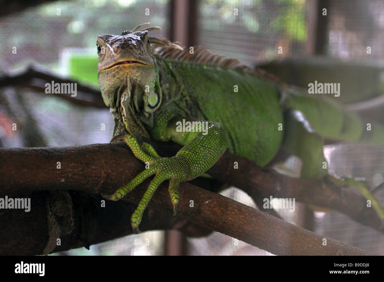 iguana at bangkok zoo Stock Photo - Alamy