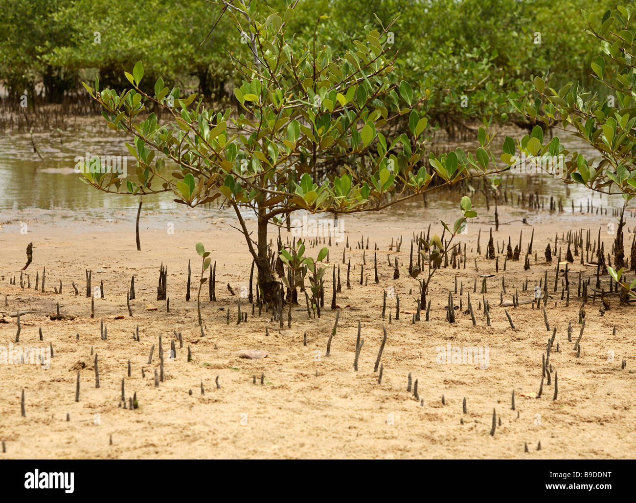 Brazilian mangrove plant hi-res stock photography and images - Alamy