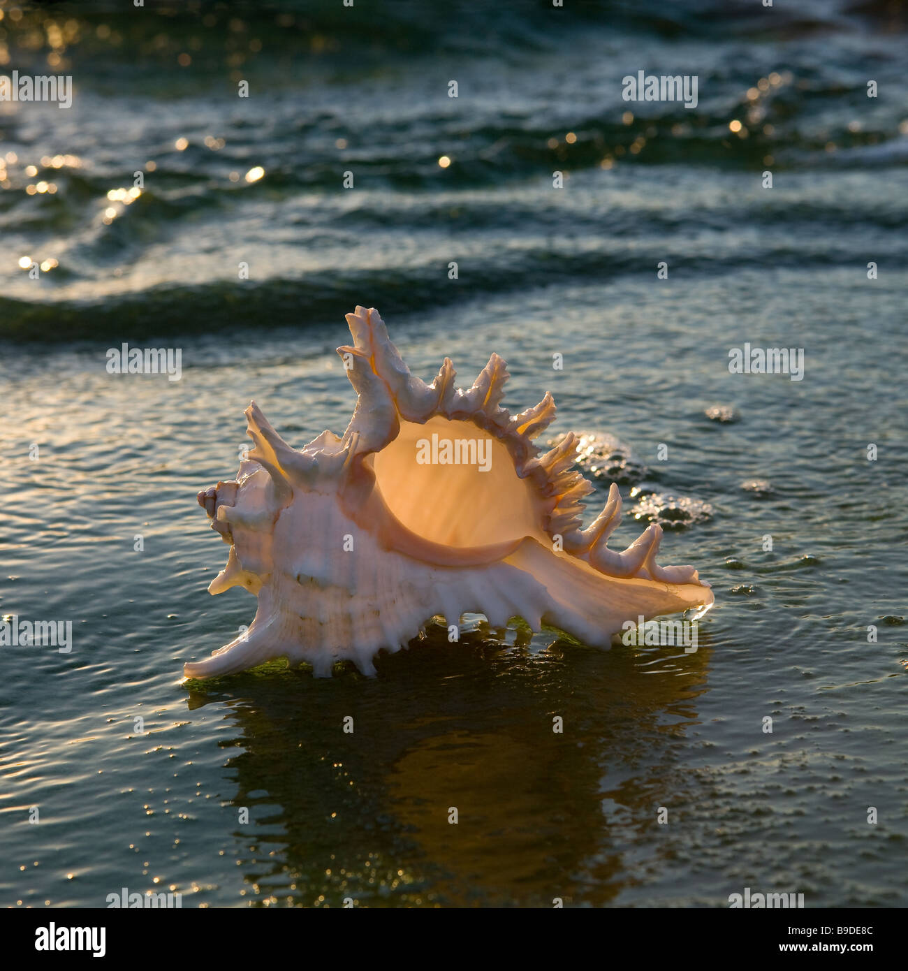 Coast, Mediterranean, Shell, Sea, Sardinia, Environment, Italy Stock ...