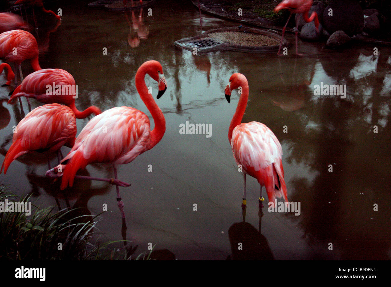 flamingo's at tokyo zoo Stock Photo - Alamy