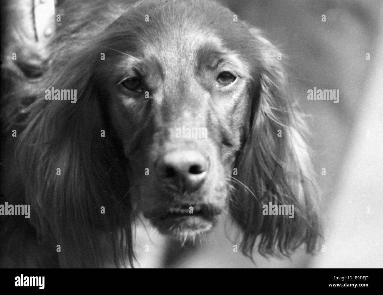 A hunting breed of Scottish setter at the Izmailovsky Park Dog Show ...