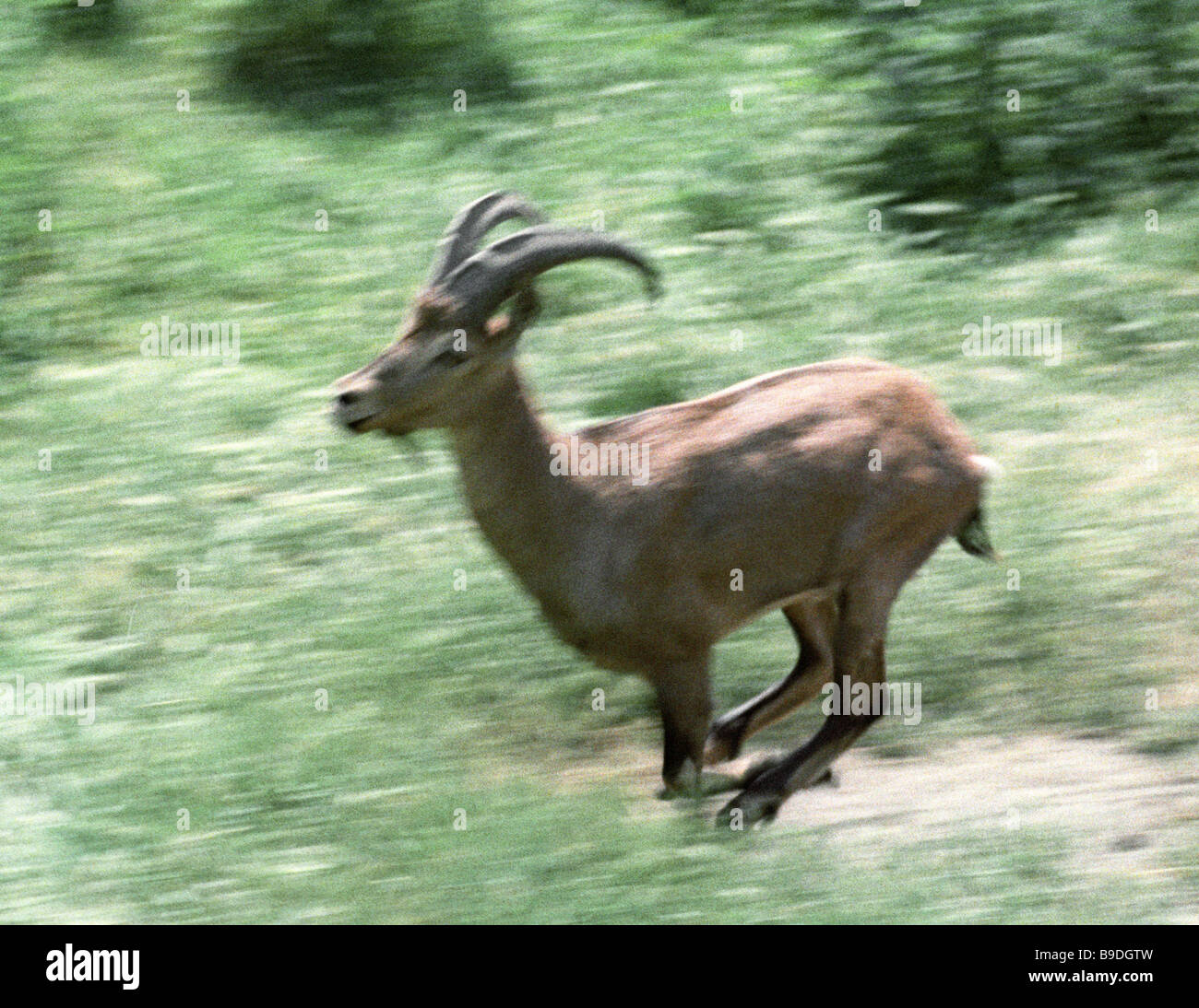 Bezoar High Resolution Stock Photography and Images - Alamy