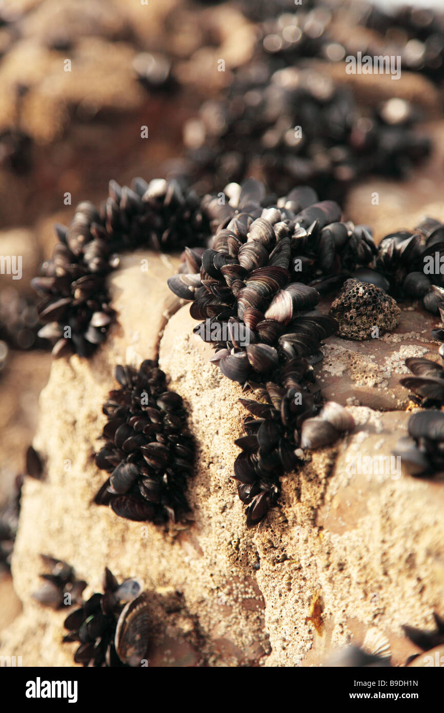 Limpets,mussels and barnacles on sea shore rocks Stock Photo - Alamy