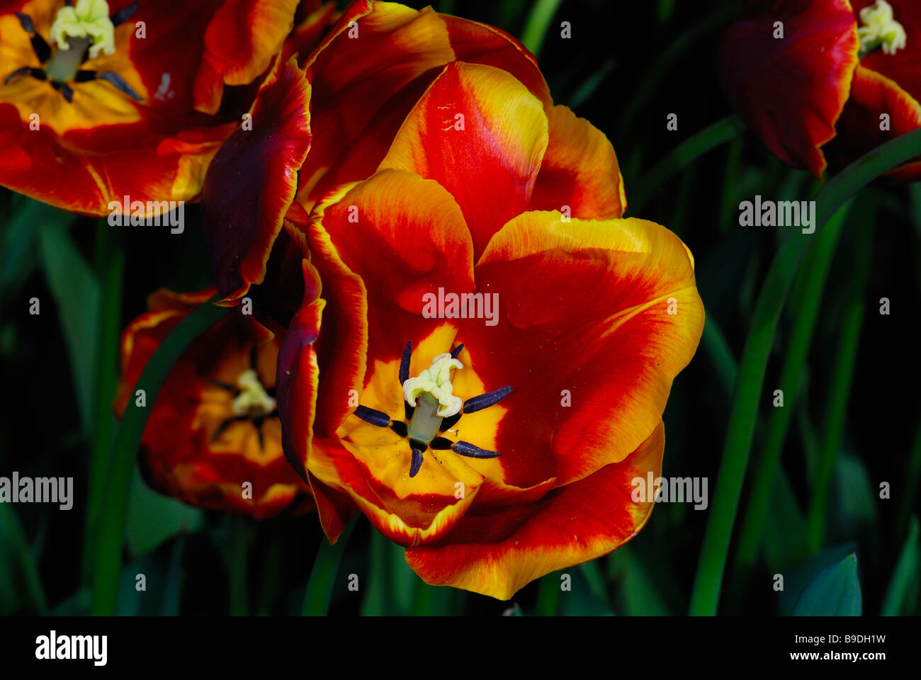 A beautiful variety of tulips Stock Photo - Alamy