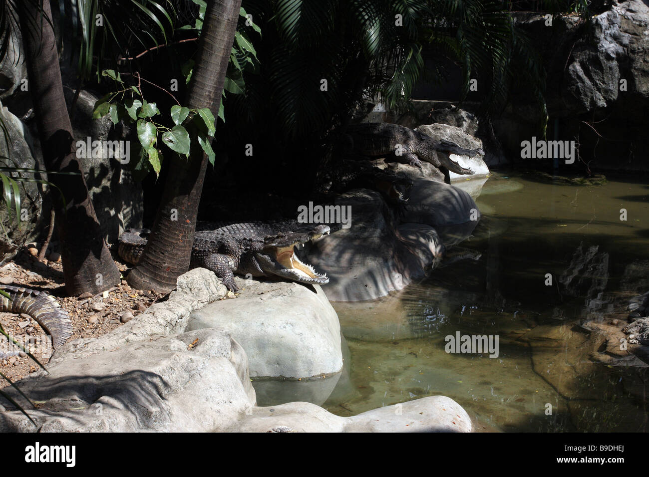 crocodiles at bangkok zoo Stock Photo - Alamy