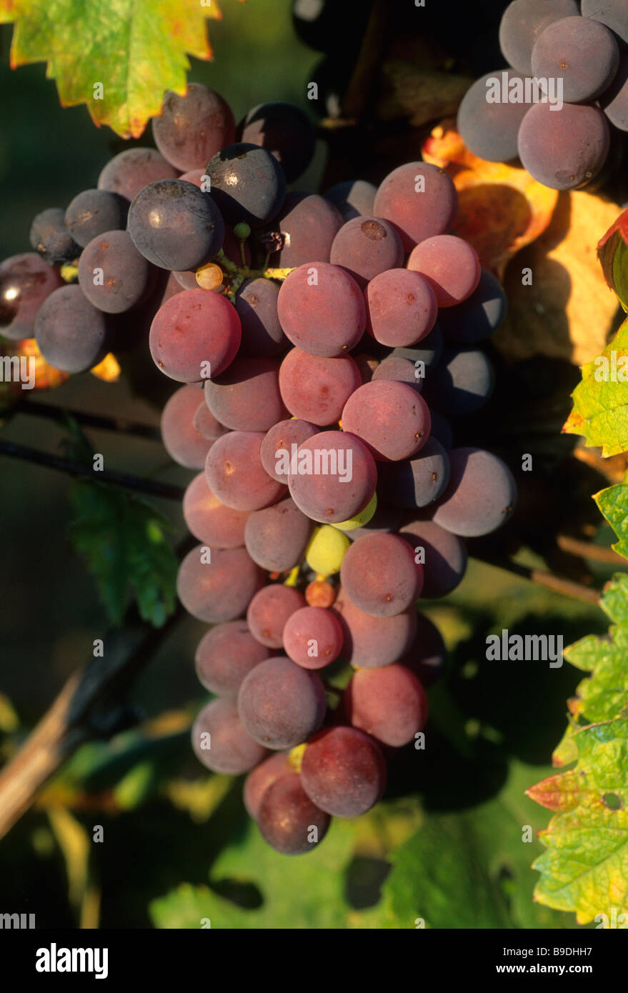 Red grapes wine farm viticulture hi-res stock photography and images ...