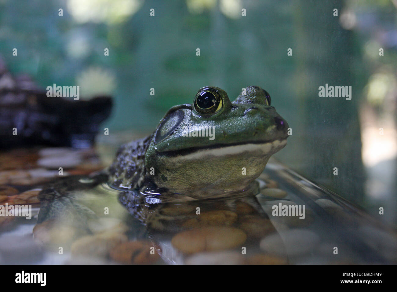 frog at bangkok zoo Stock Photo - Alamy