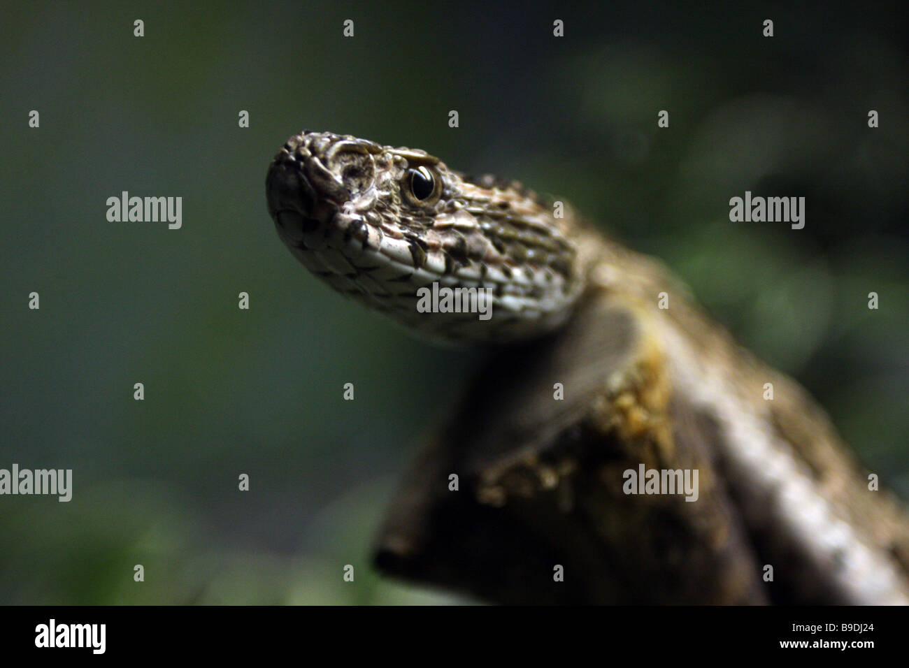 snake at bangkok zoo Stock Photo - Alamy