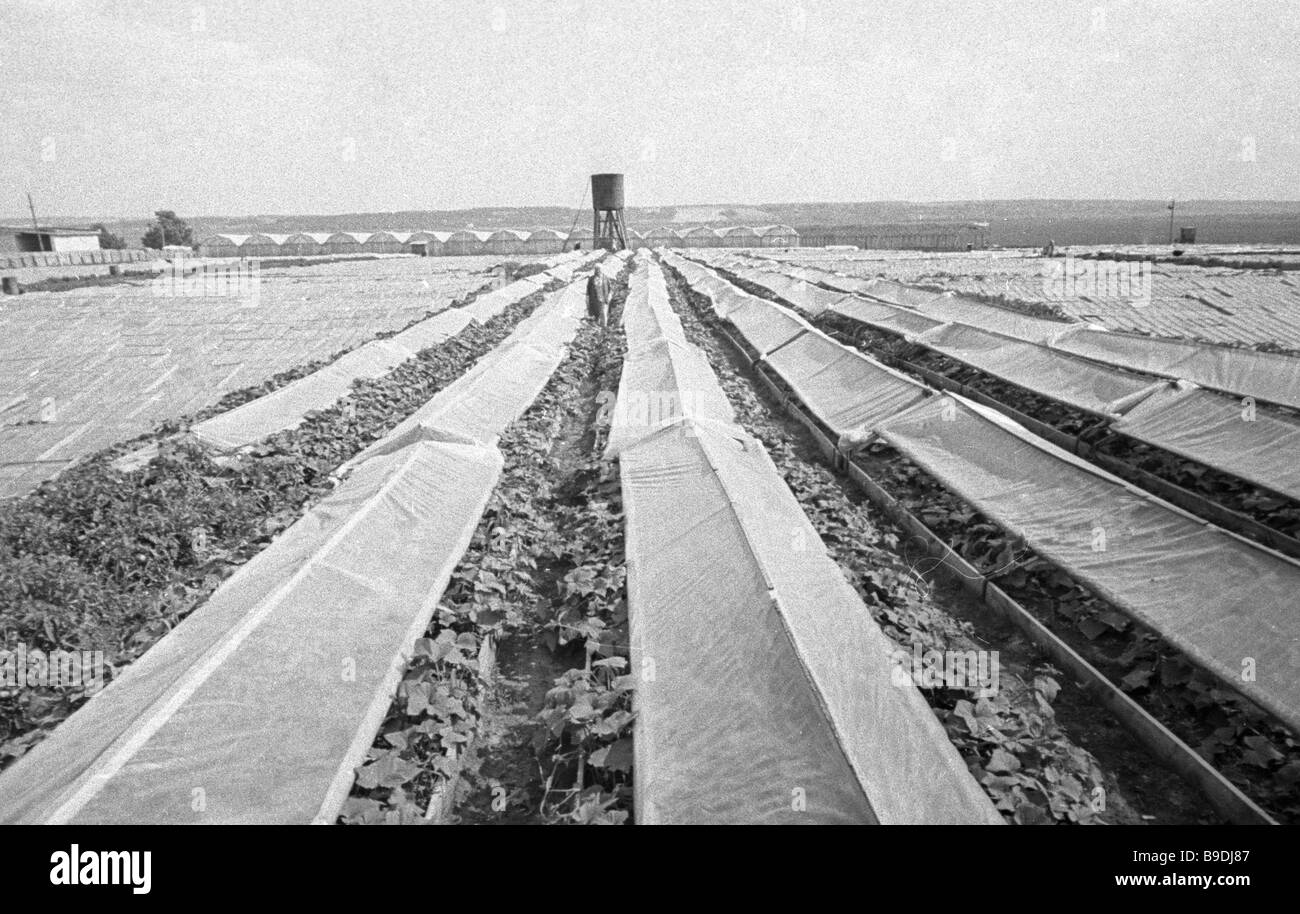 The Bolshevik state farm in the Moscow Region grows vegetables at its ...