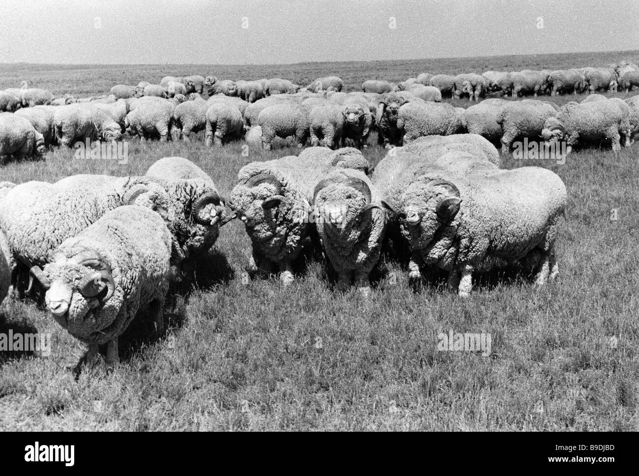 Sheep combining best traits of Merino and meat sheep breeds graze on ...