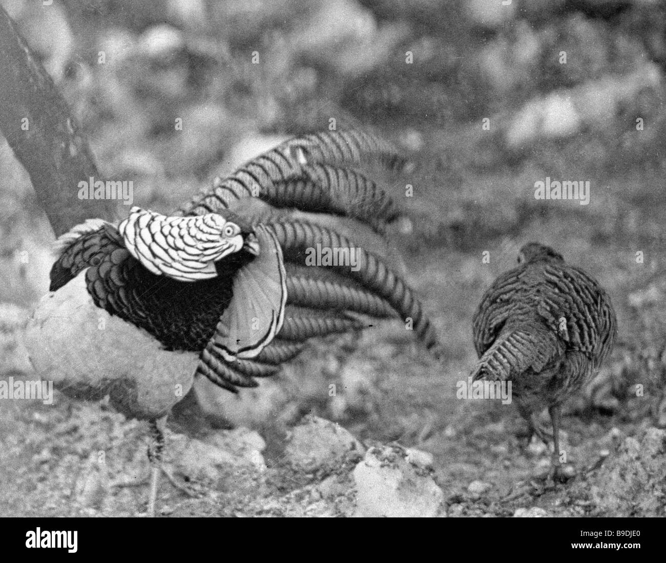 Pheasant hen and rooster Stock Photo - Alamy