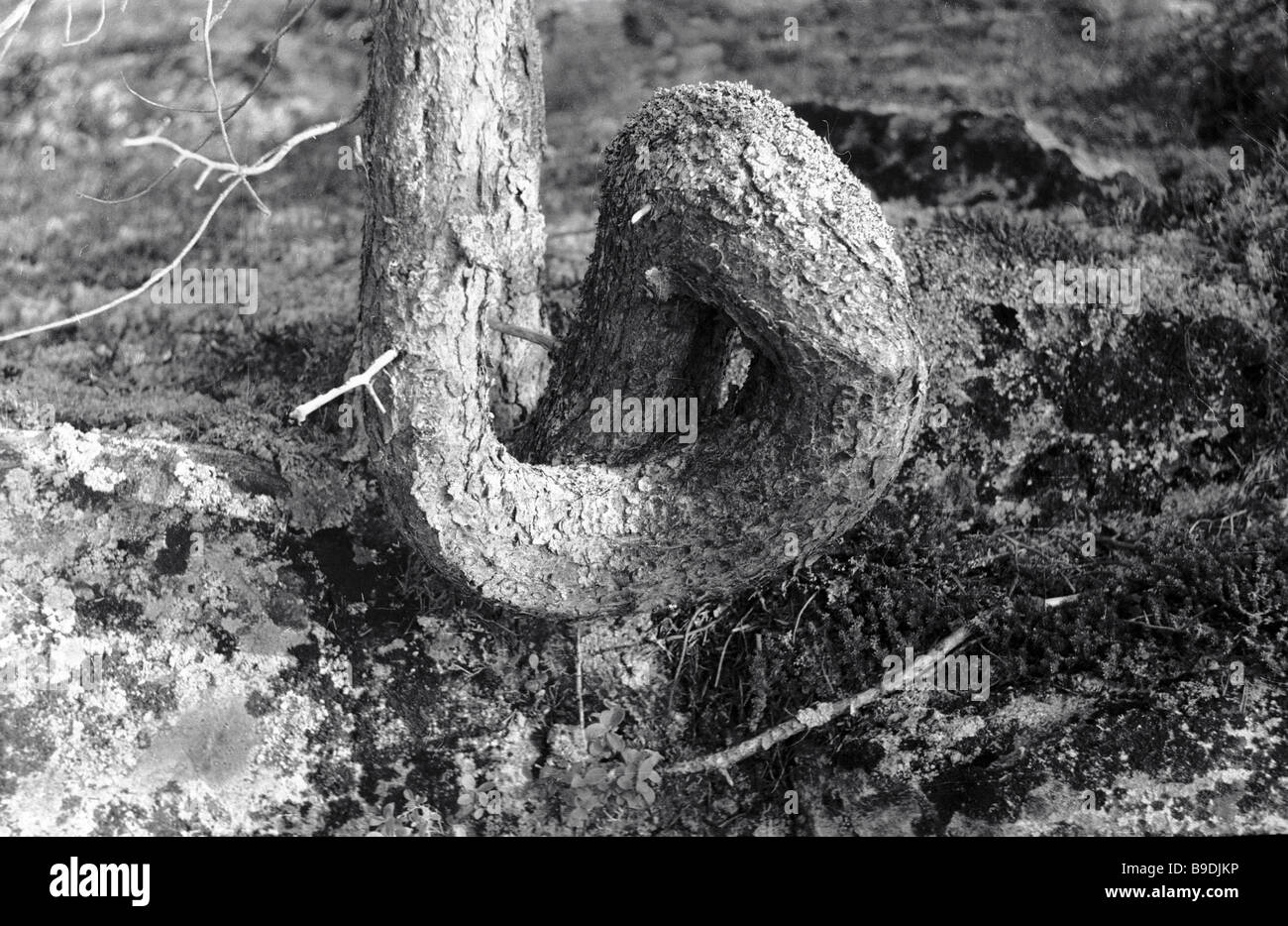 A curved pine bole Stock Photo - Alamy
