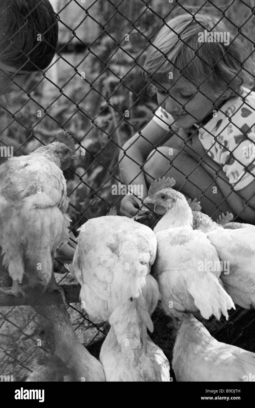 A child feeds chickens at a dacha plot of Lenin Komsomol auto factory ...