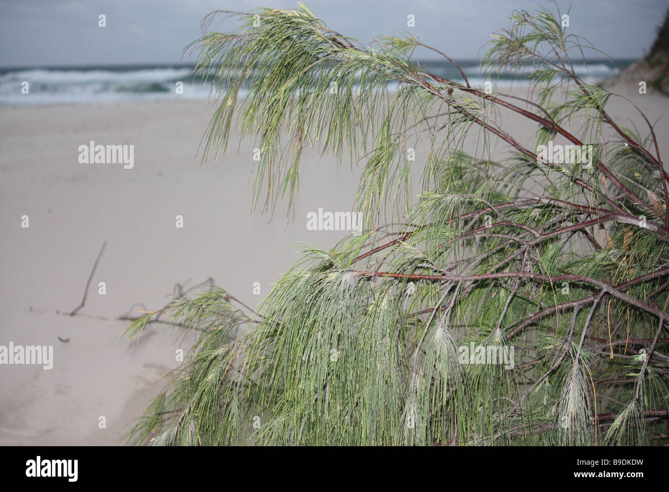 Beach & Tree Stock Photo - Alamy