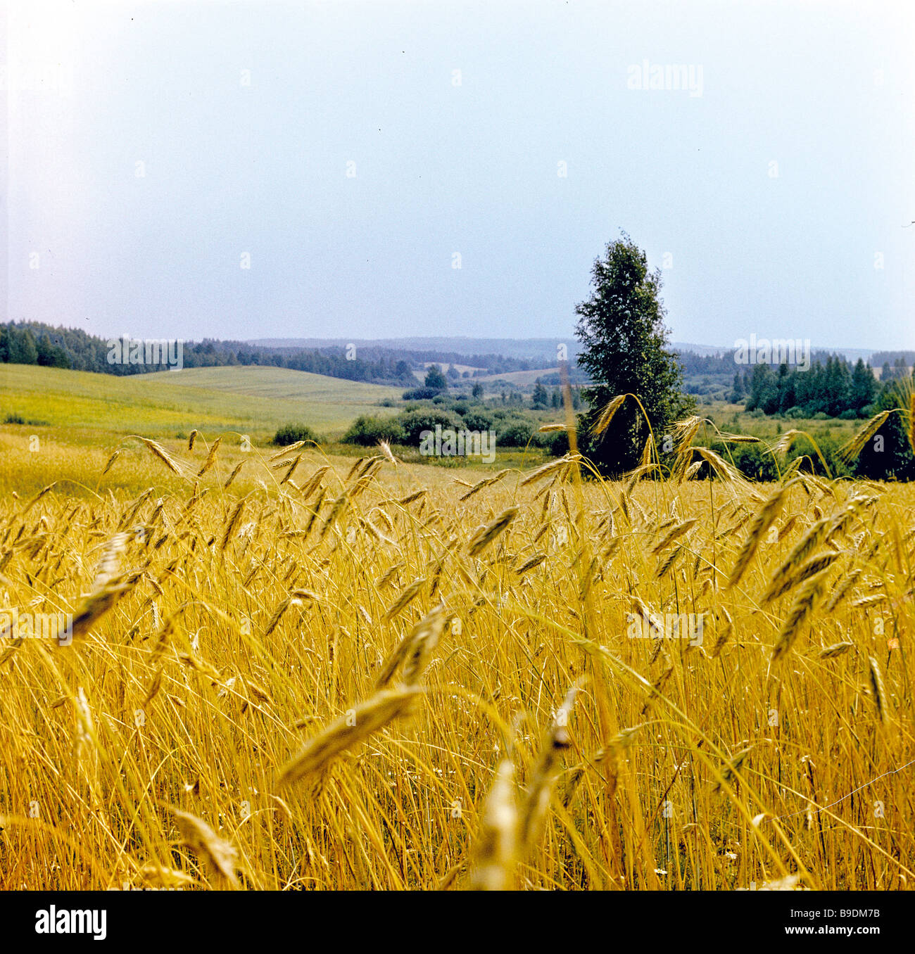 A wheat field in central Russia Stock Photo - Alamy