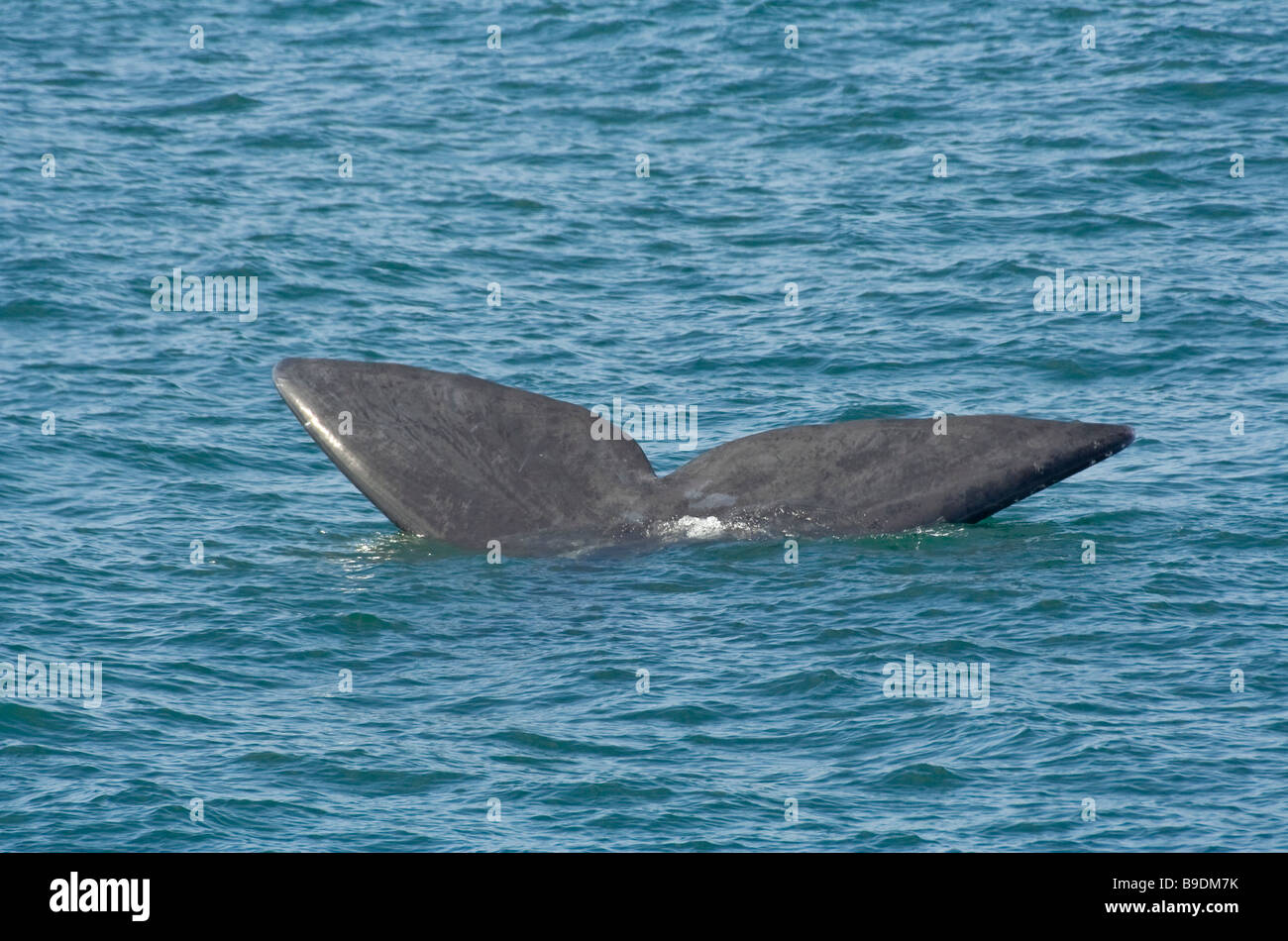 Tail Fluke of a Southern Right Whale Stock Photo - Alamy