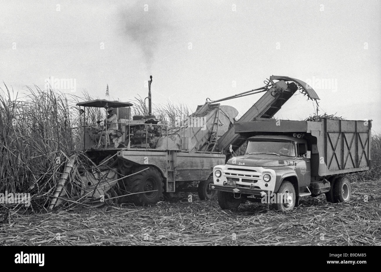 The Soviet Cuban KTP 1 sugar cane combine harvester in action Stock ...