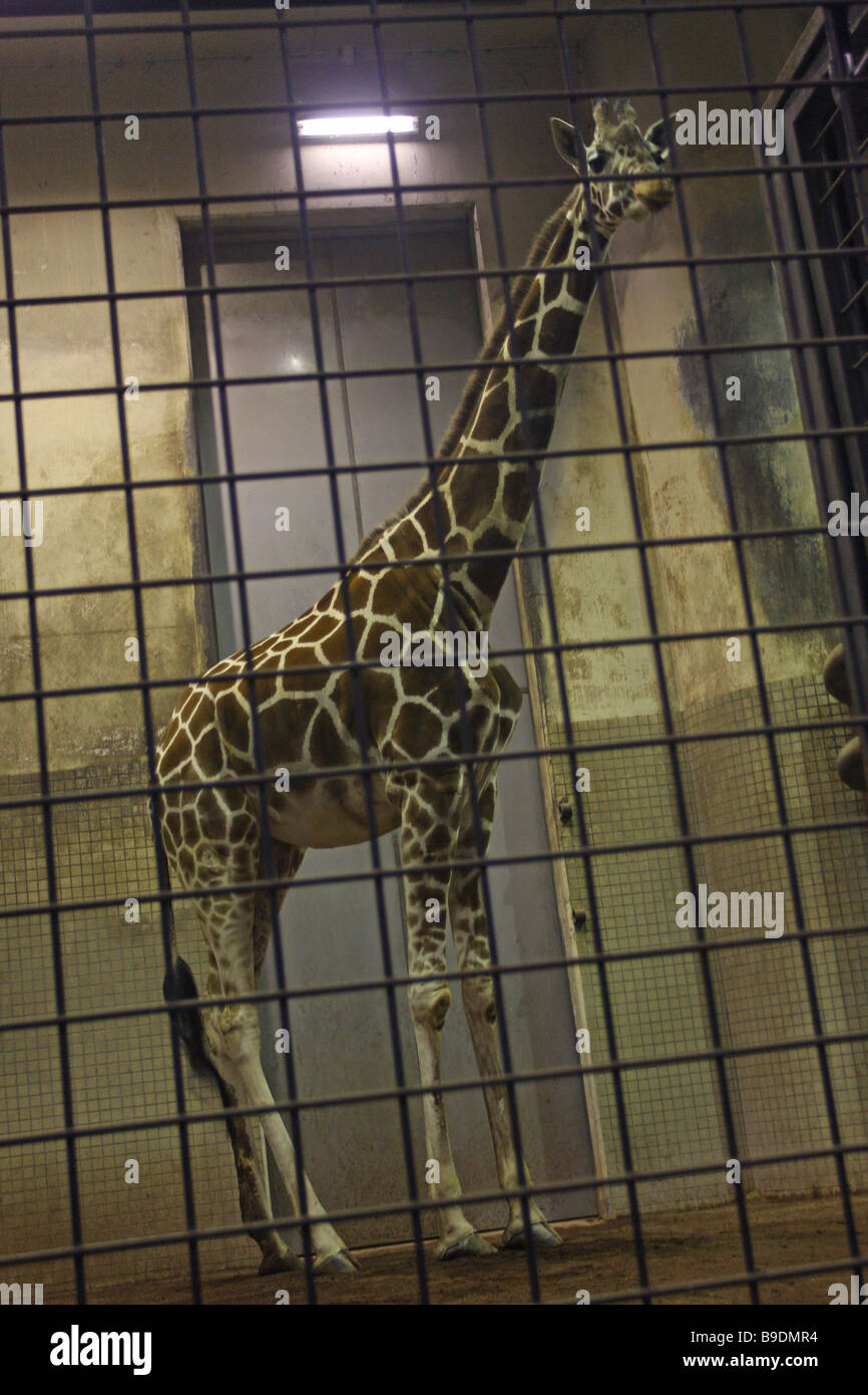 a giraffe at tokyo zoo Stock Photo - Alamy