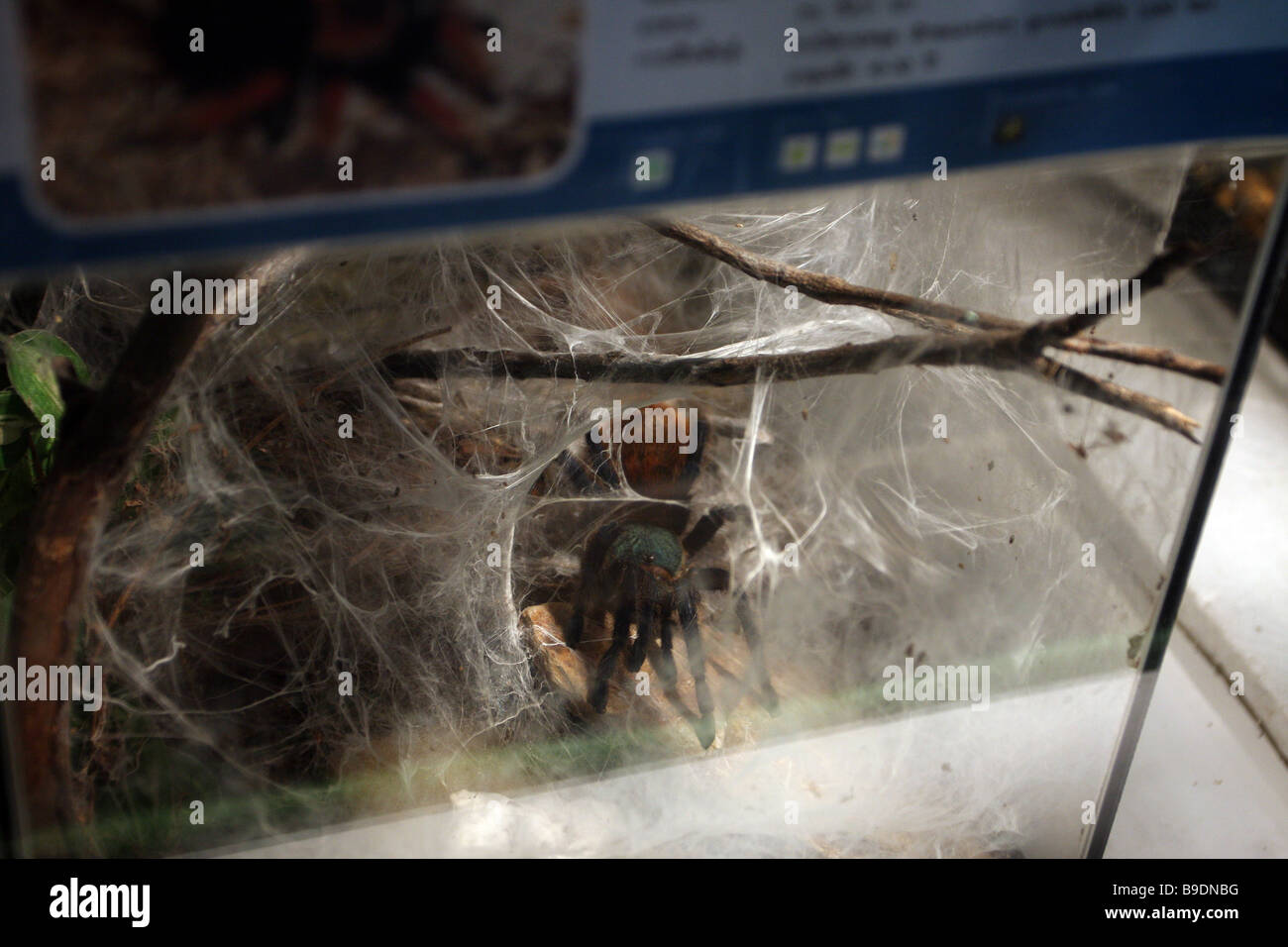 tarantula at bangkok zoo Stock Photo - Alamy
