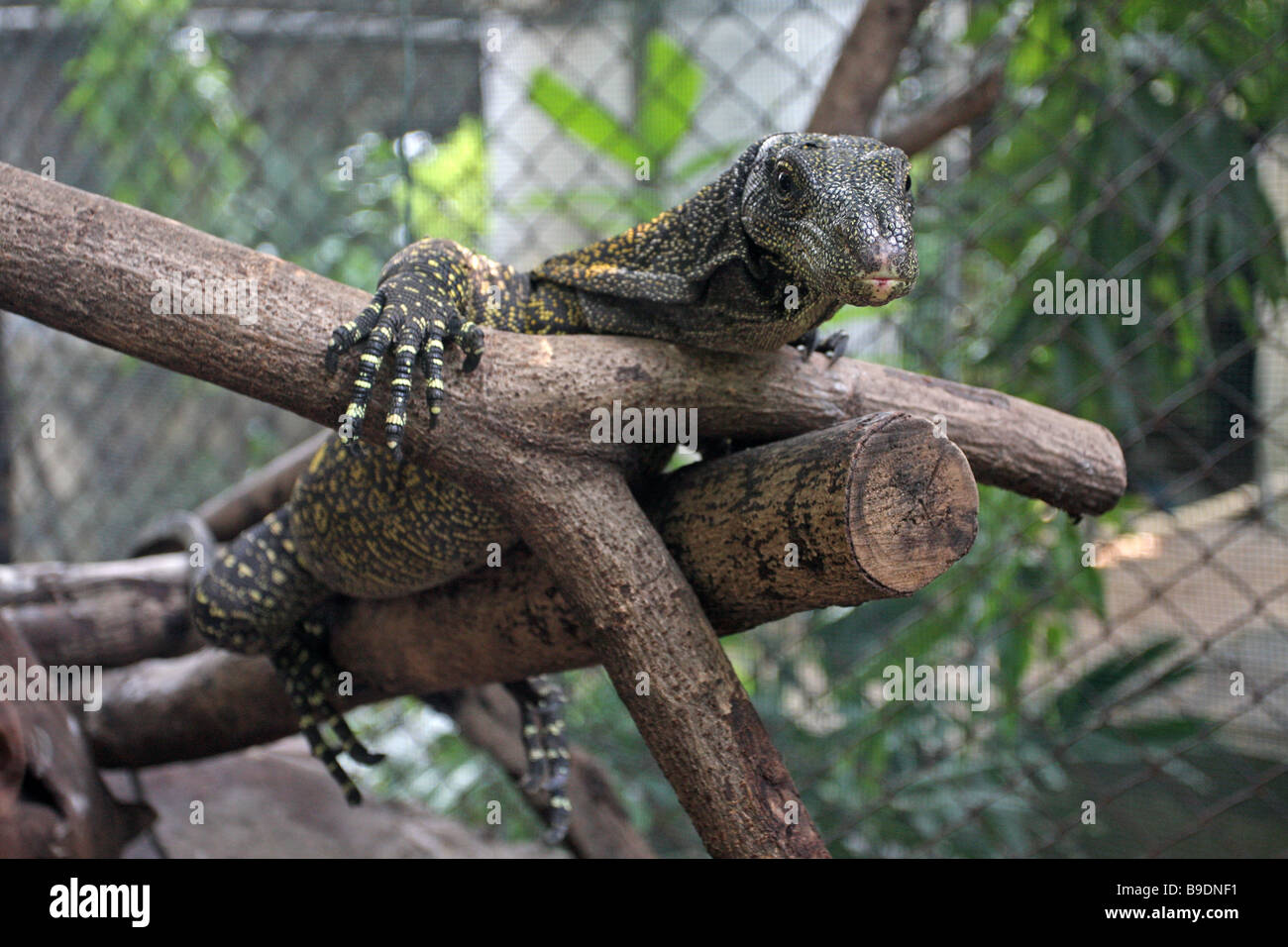 lizard at bangkok zoo Stock Photo - Alamy